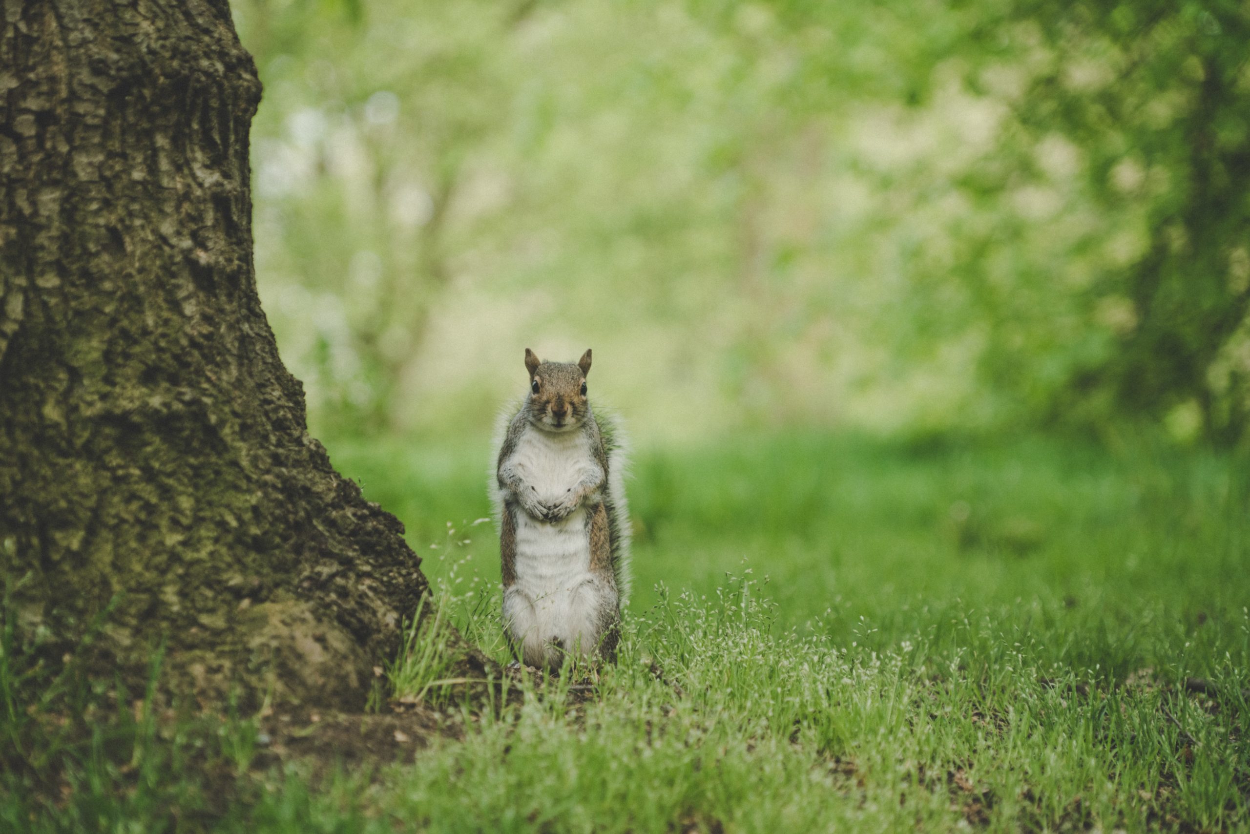 Attention Span – Nutmegger Daily